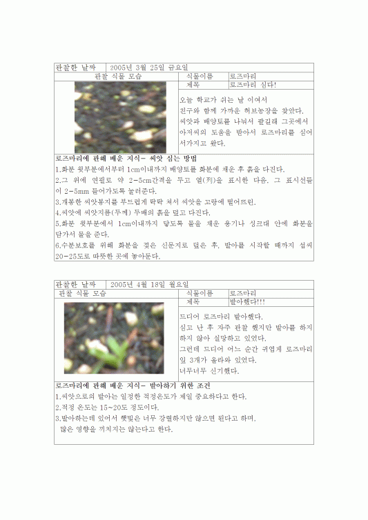 로즈마리 관찰일기