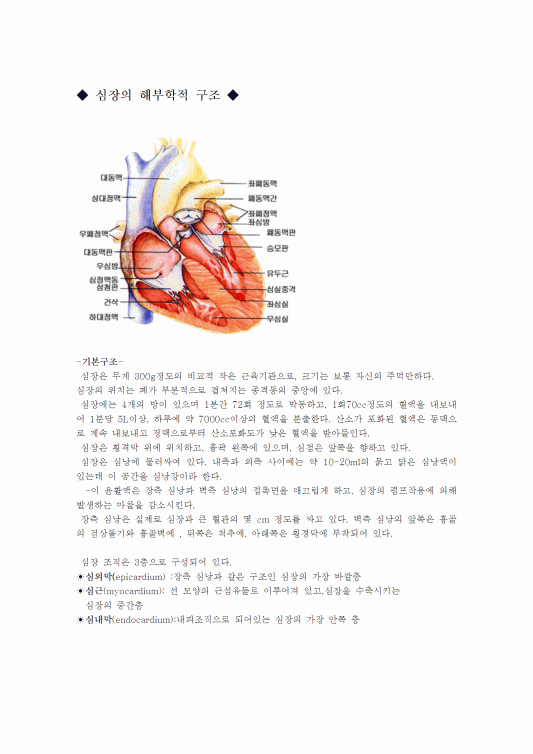 심장의 해부학적 구조와 기능