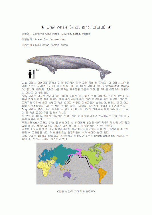 동해안에 나타나는 고래