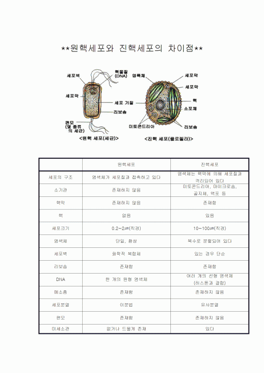 원핵세포와 진핵세포의 차이점