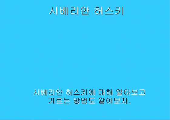 시베리안 허스키