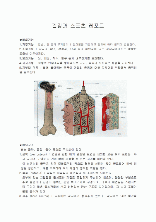 뼈와 근육에 기능 부위에 대해 정리