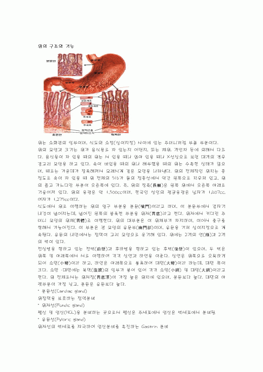 위장관계 구조와 기능