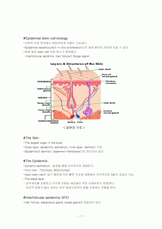 피부 줄기세포