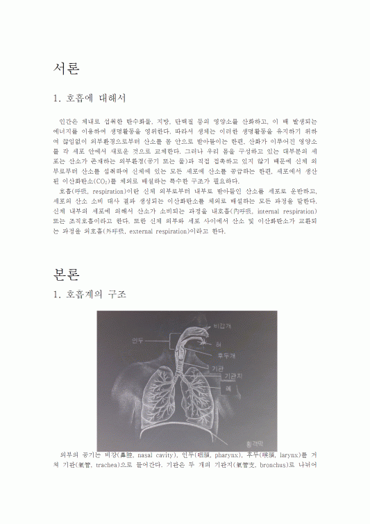 호흡계의 구조와 기능