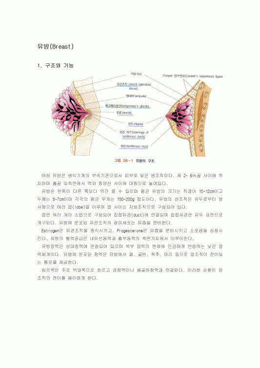 유방에 대해서
