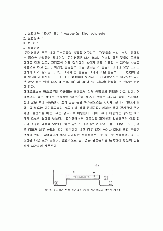 아가로스 전기영동 실험보고서(DNA분리)