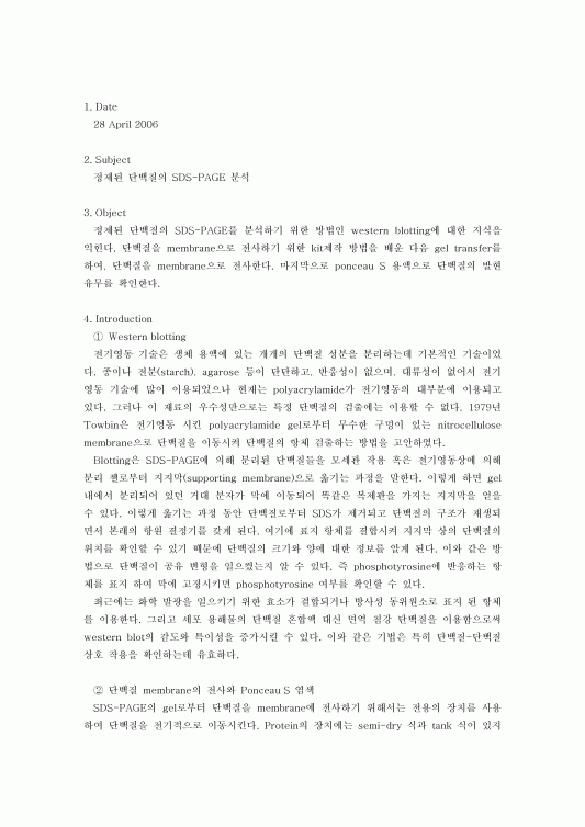 정제된 단백질의 SDS-PAGE 분석: Western blotting