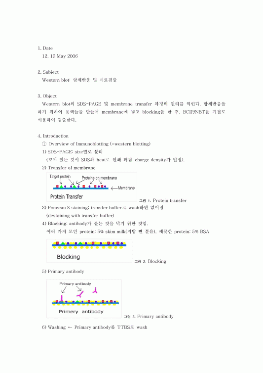 Western blot: 항체반응 및 시료검출