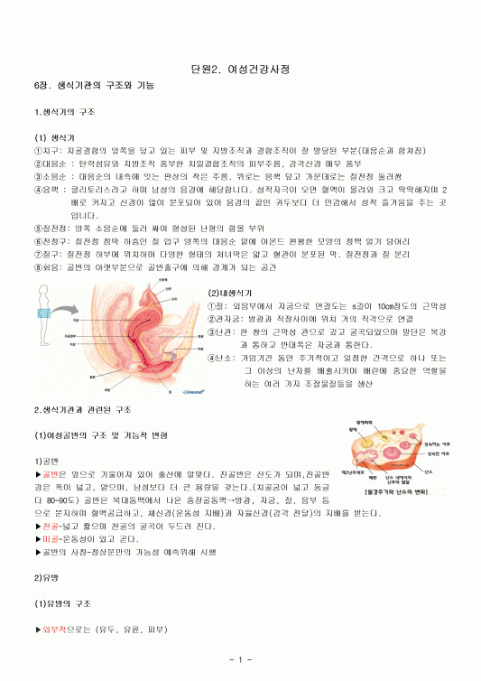 여성의 생식기구조와 기능
