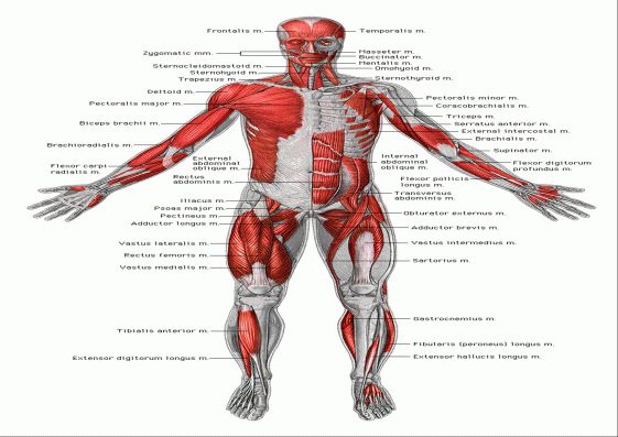 해부학 Anatomy에 대해