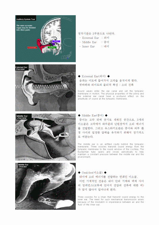 귀의 구조 레포트 자료