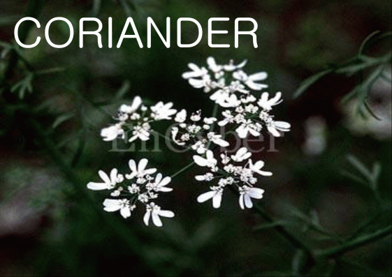 CORIANDER 발표 자료