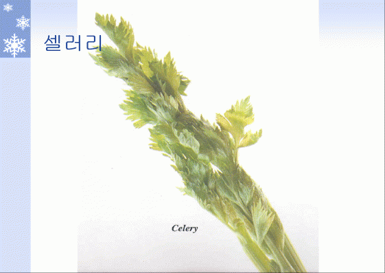 셀러레 발표 자료