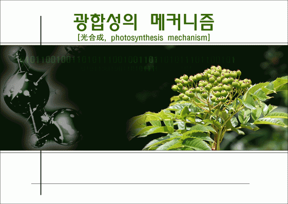 광합성의 메커니즘
