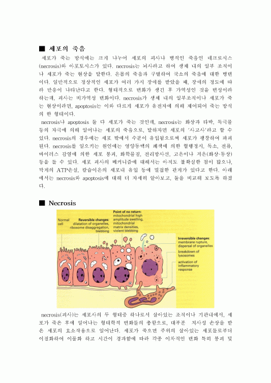 apoptosis(세포죽음)