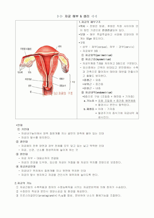 자궁&난소& 골반의 해부 생리