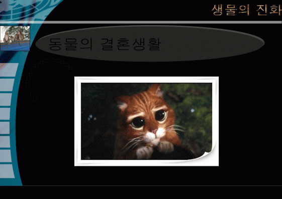 동물의 결혼생활
