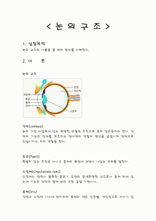 눈의구조, 현미경, 돋보기, 접안렌즈
