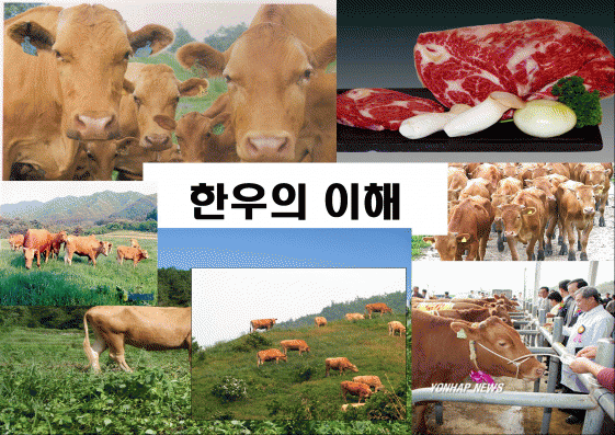 한우의 이해 레포트 자료