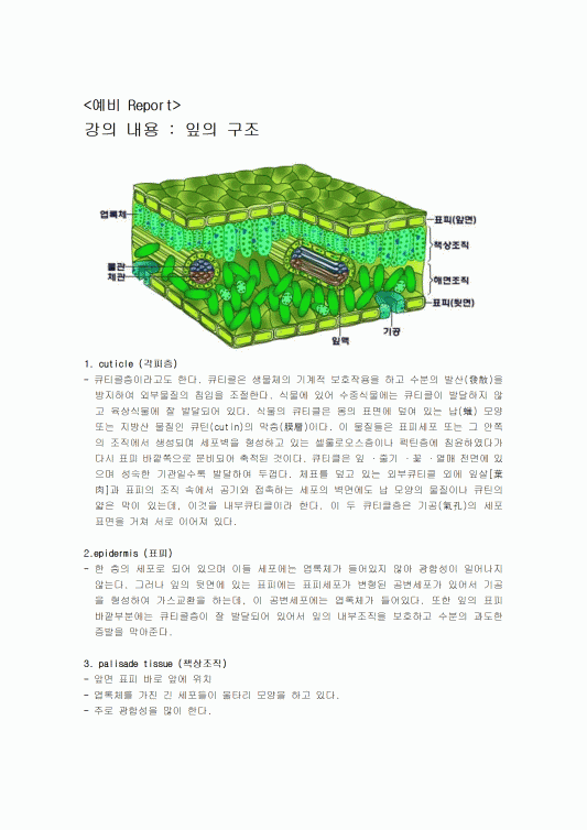 잎의 구조 레포트 자료