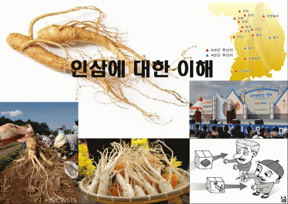인삼에 대한 이해