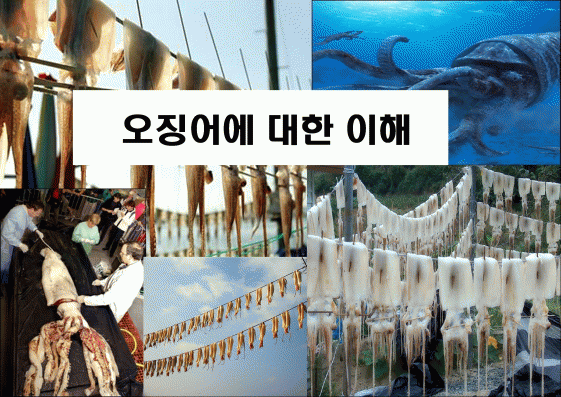오징어에 대한 이해