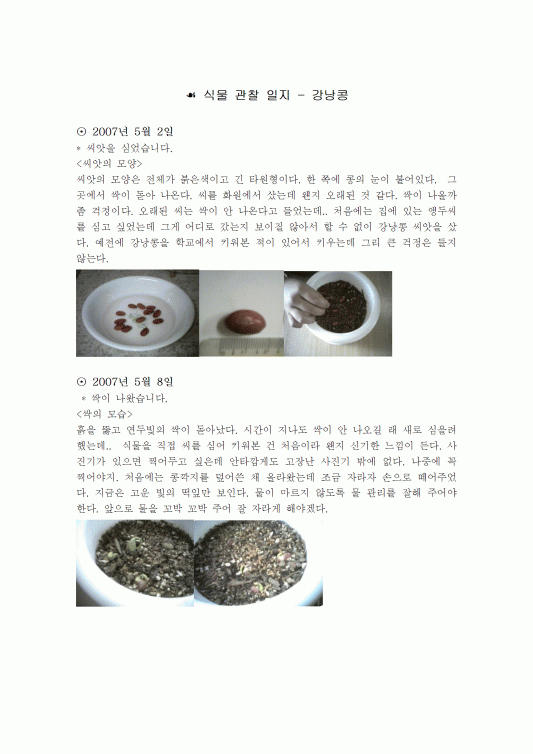 식물 관찰 일지 - 강낭콩