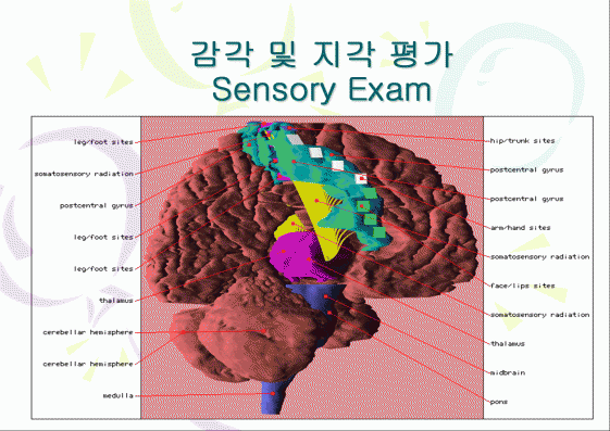 감각 및 지각 평가(Sensory Exam)