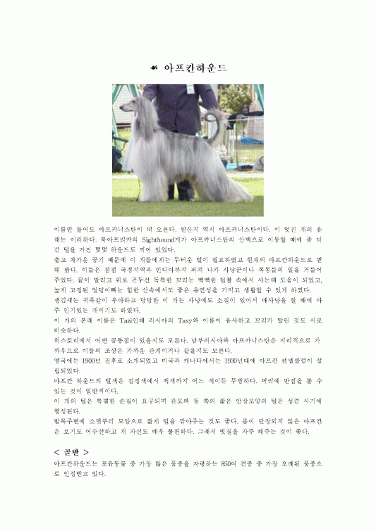 아프칸하운드