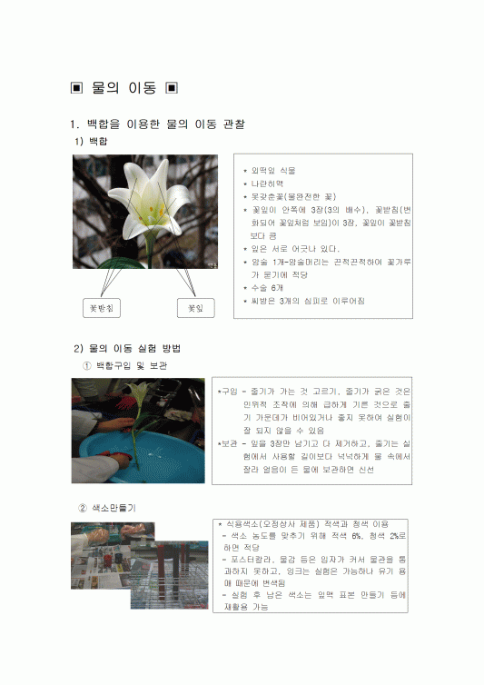 식물의 물 이동 실험 및 실험 결과 사진 자료