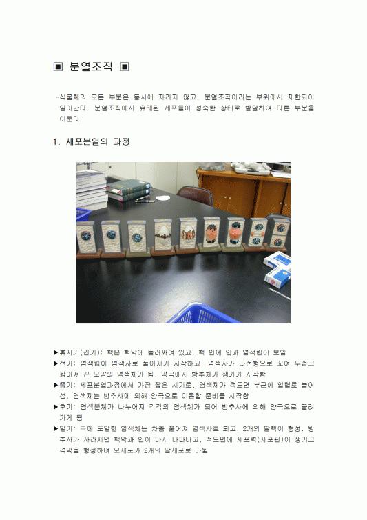 세포 분열조직 및 기본조직