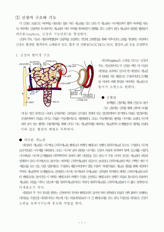 신장에 대해 레포트 자료