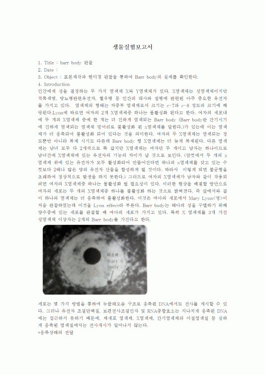 [생물, 생화학 실험] 바소체 관찰
