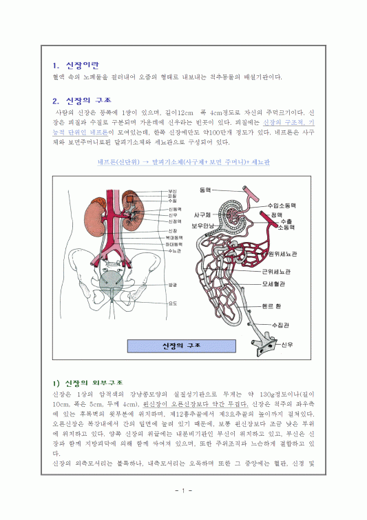 신장의 구조와 기능 신장구조 신장생리 콩팥 뇨