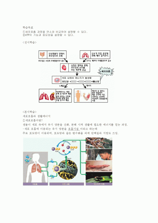 세포호흡과 생활에너지