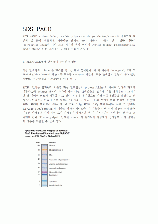 SDS PAGE, Western blotting 자료