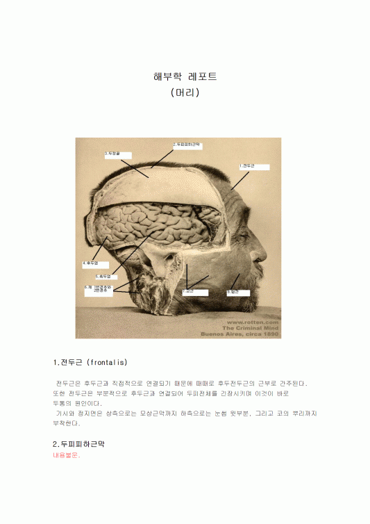 해부학리포트 - 머리