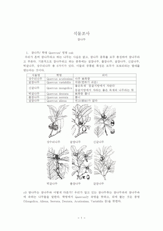 참나무에 관하여