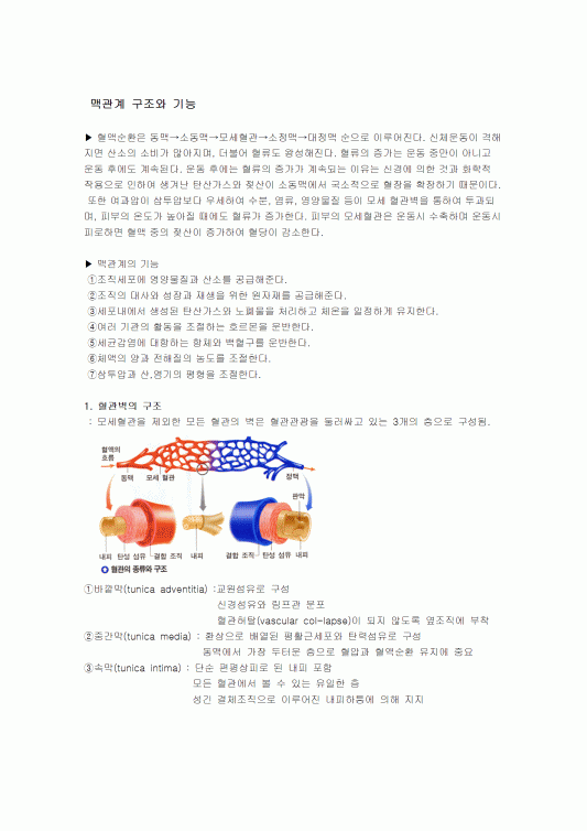 맥관계 구조와 기능
