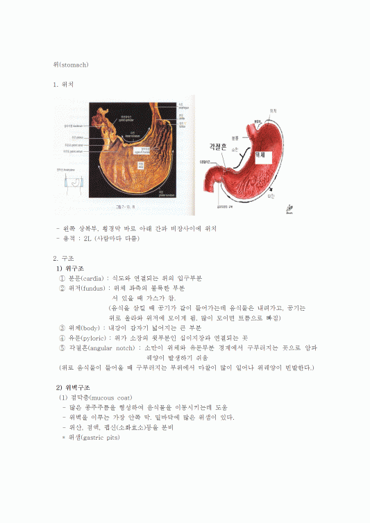 정상 위(stomach)와 위궤양(gastric ulcer)