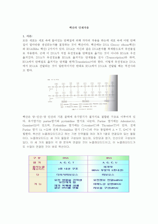 핵산의 인체작용