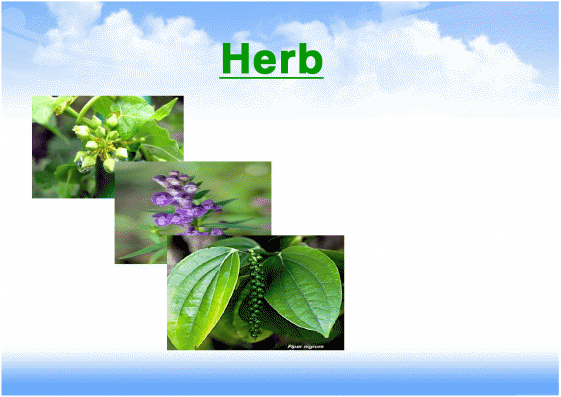 허브의 사용 레포트 자료