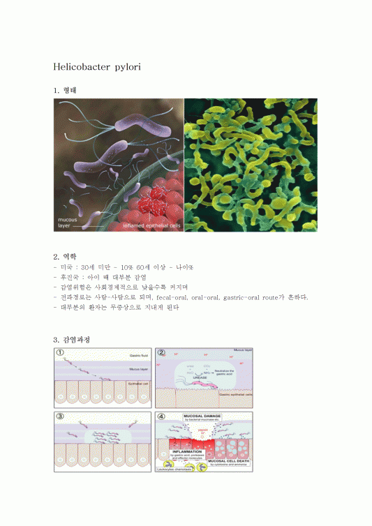헬리코박터 파일로이, Helicobacter pylori