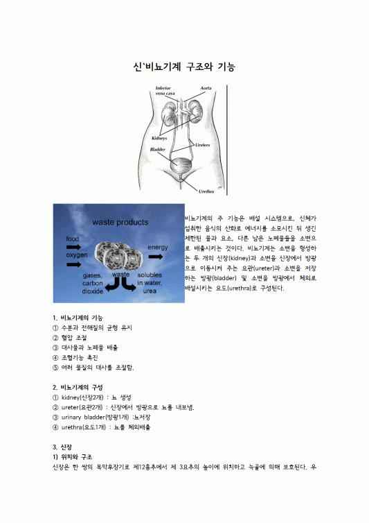 신`비뇨기계 구조와 기능