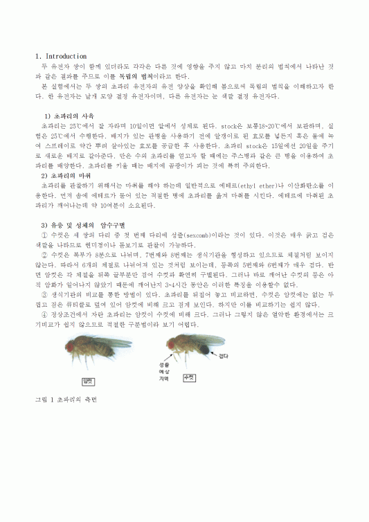 [생물학] 초파리 유전자 유전 양상 실험(독립의 법칙)