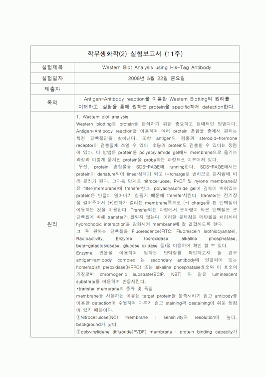 [생화학 실험] his-tag 항체를 이용한 웨스턴 블랏 분석 (Western Blot Analysis using His-Tag Antibody)