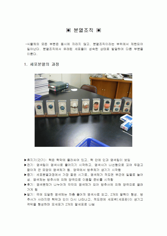 분열조직과 기본조직
