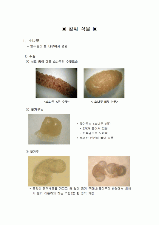 겉씨식물-소나무, 은행나무