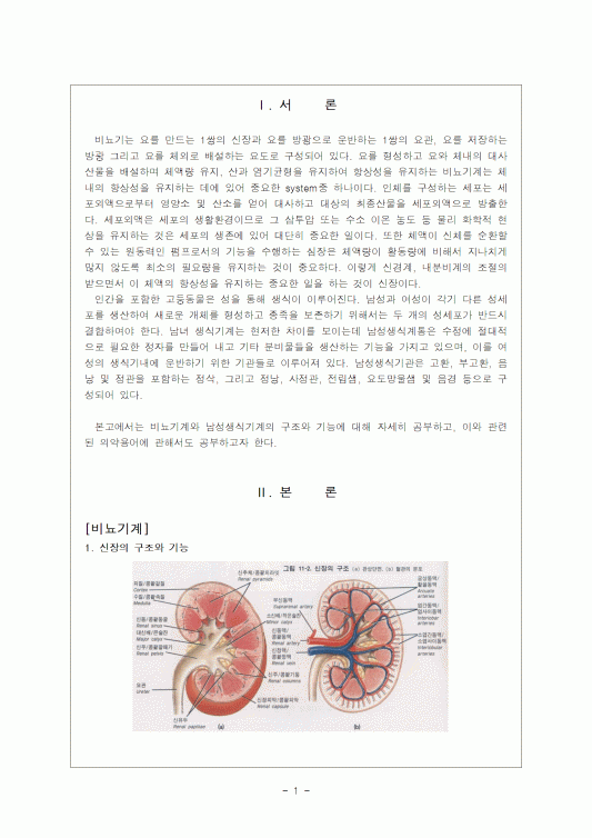 비뇨기계 구조와 기능